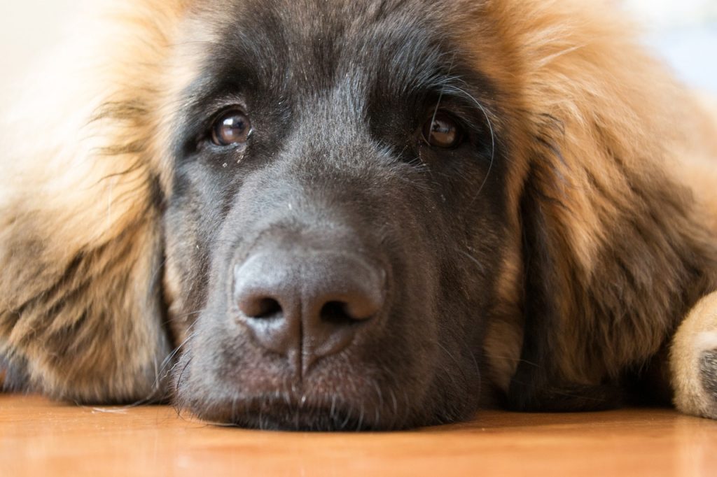 Leonberger Puppies: The Ultimate Guide for New Owners