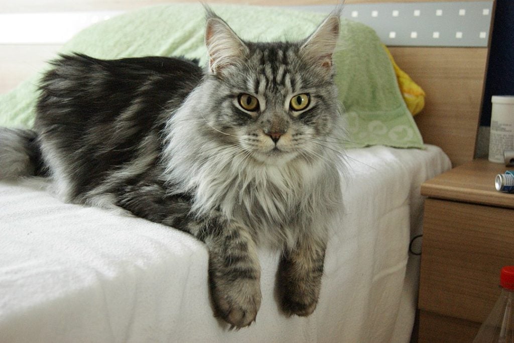 Least Active Cat Breeds: 11 Cats With More Chill Than Chase