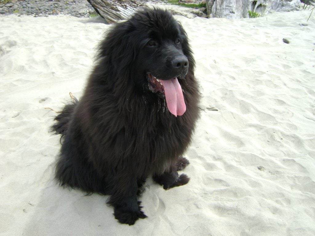 Newfoundland Puppies: Everything You Need to Know