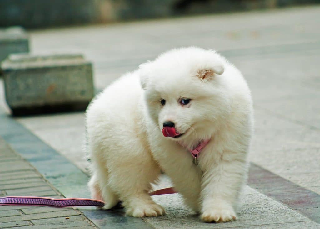 Samoyed Grooming: The Essential Guide with Pictures of Hairstyles