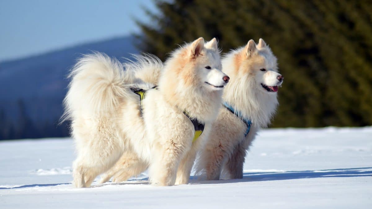 Samoyed Grooming: The Essential Guide with Pictures of Hairstyles