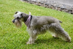 Schnauzer Hair Cuts: Style Ideas (with Photos!) and Grooming Tips