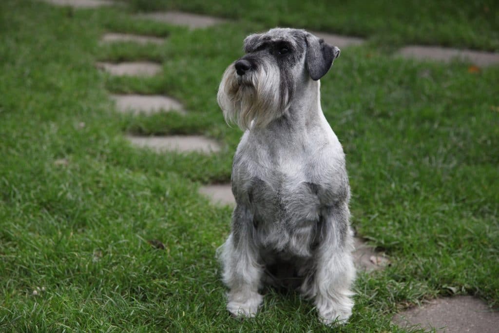Schnauzer Hair Cuts: Style Ideas (with Photos!) and Grooming Tips