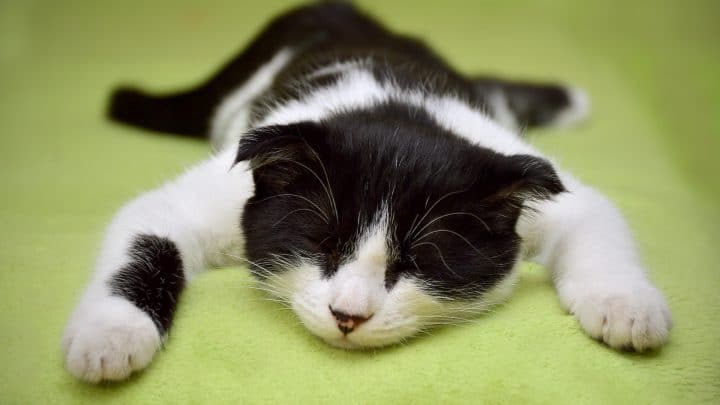 Least Active Cat Breeds: 11 Cats With More Chill Than Chase