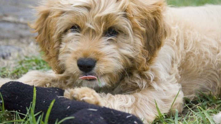 Cavoodle Dogs 101: Fun Facts, History, Tips, and How to Get One
