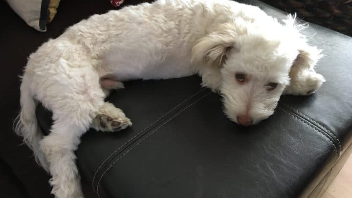 Havapoo Haircuts: The Essential Guide with Pictures