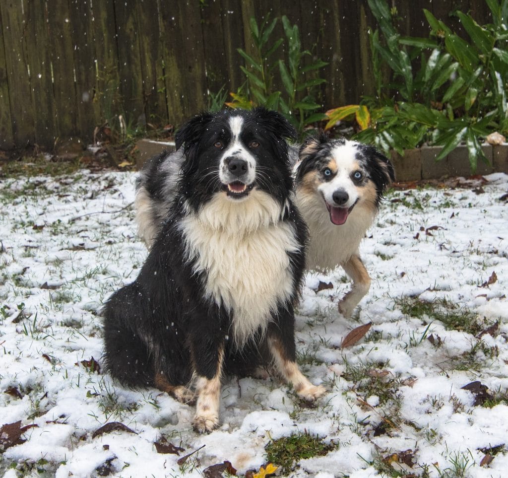 Mini Aussie Haircuts: Grooming Advice and Style Guide with Pictures