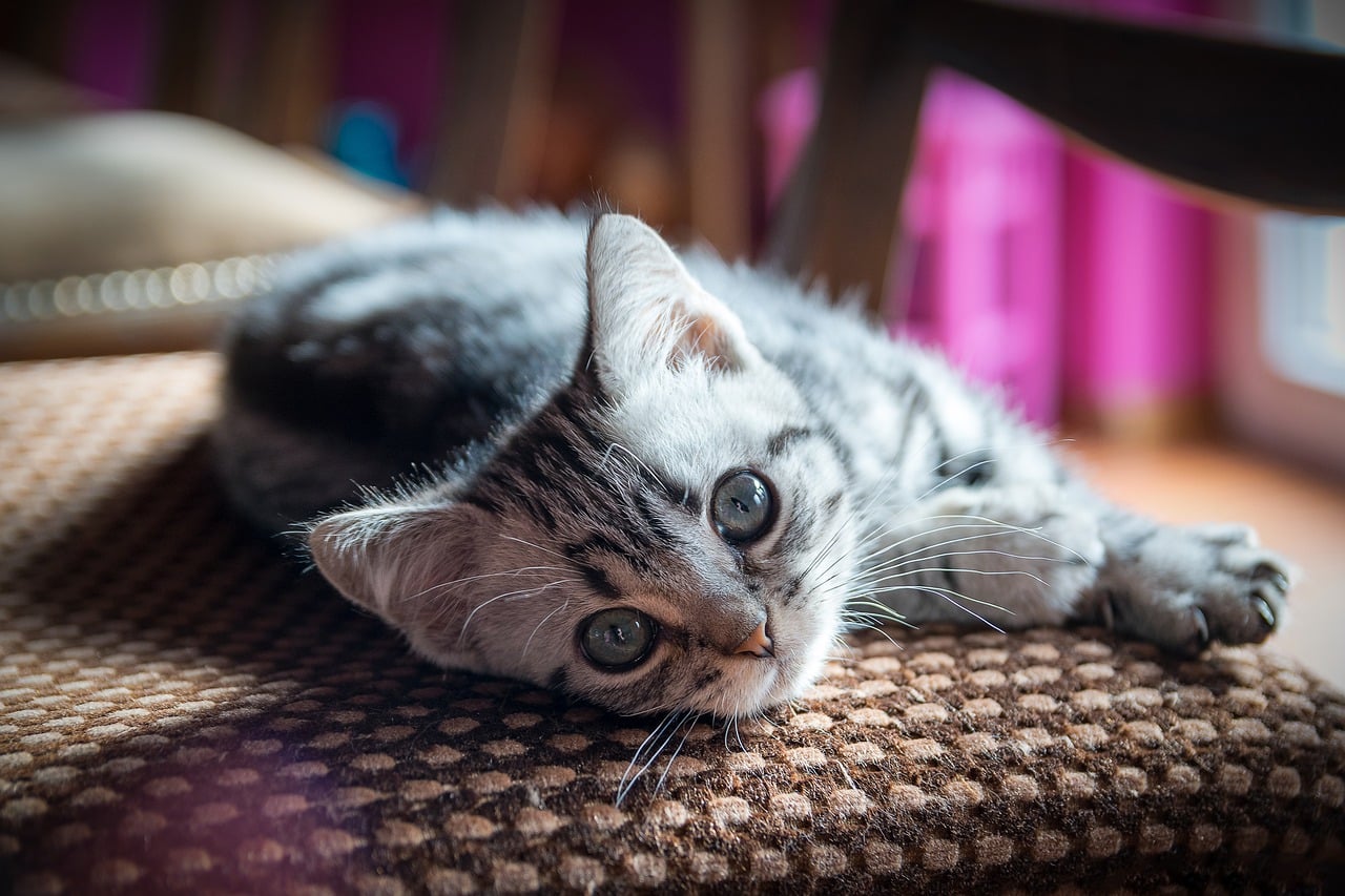 Cat Names that Start with "G": 170 Name Ideas and More