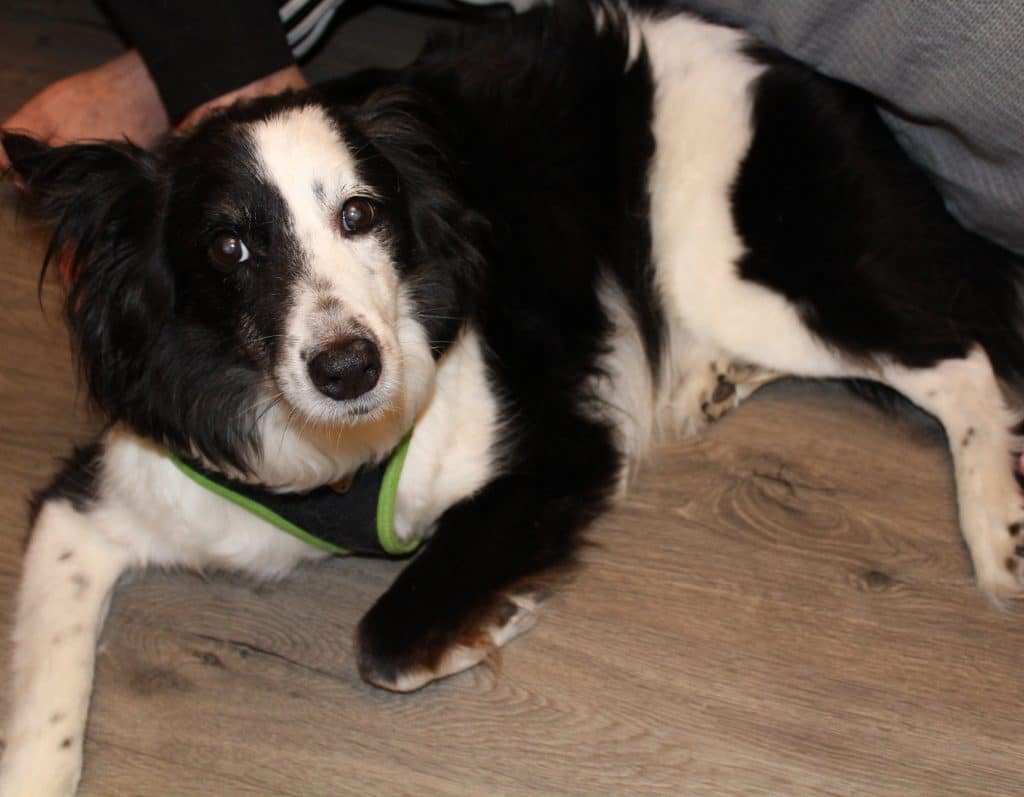 True Story: How Our Beloved Dog's Cancer Diagnosis Changed Us Forever ...