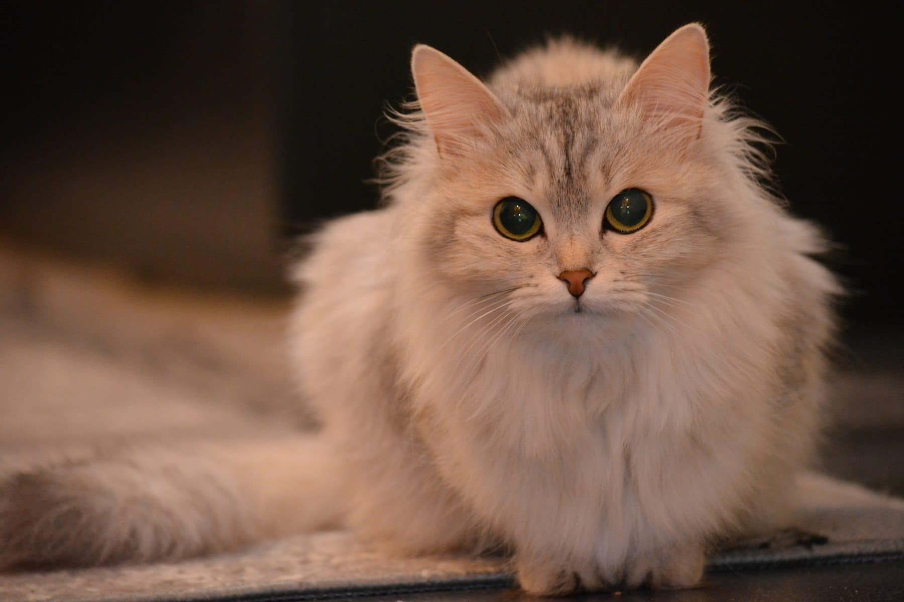 The Cutest Cat Breeds 14 Cats You ll Definitely Want To Snuggle The Cutest Cat Breeds 14 Cats You ll Definitely Want To Snuggle