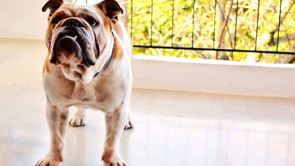 English Bulldog Grooming: Bathing, Shedding, and More