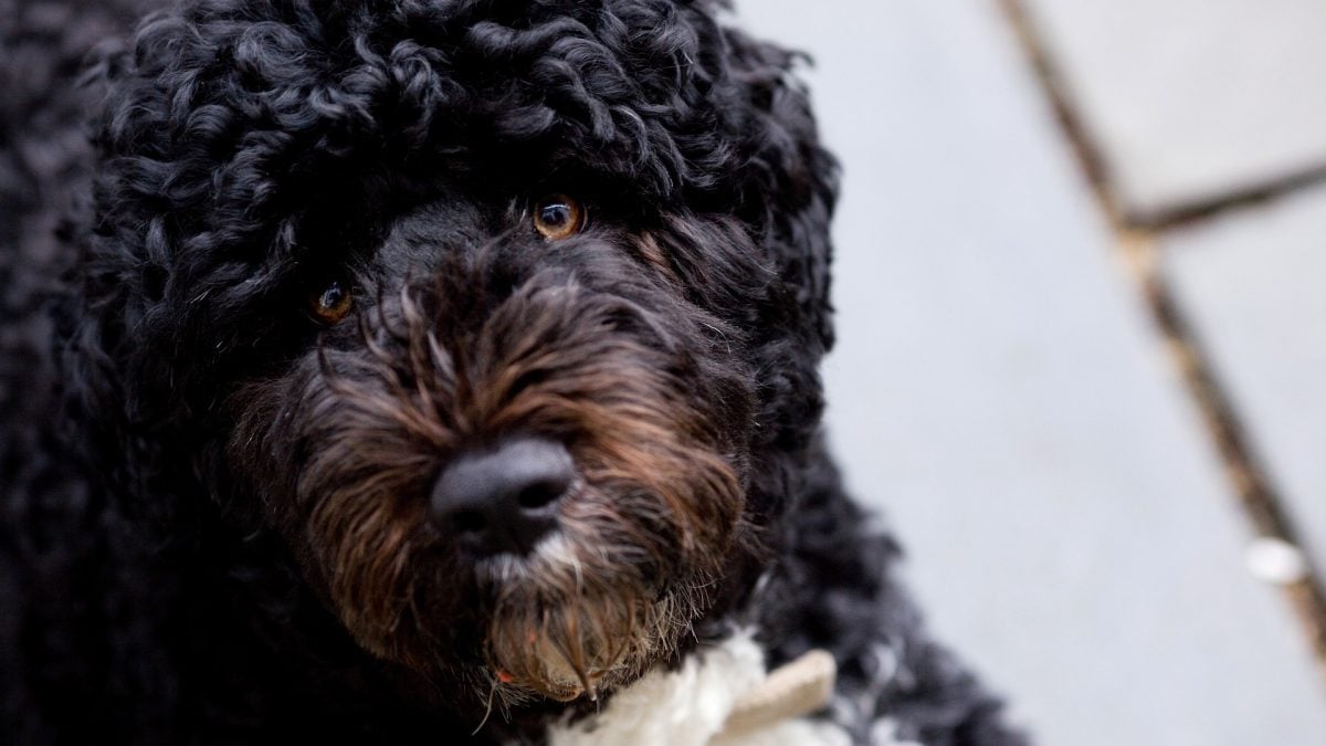 Portuguese Water Dog: Grooming Guide with Pictures of Haircut Styles
