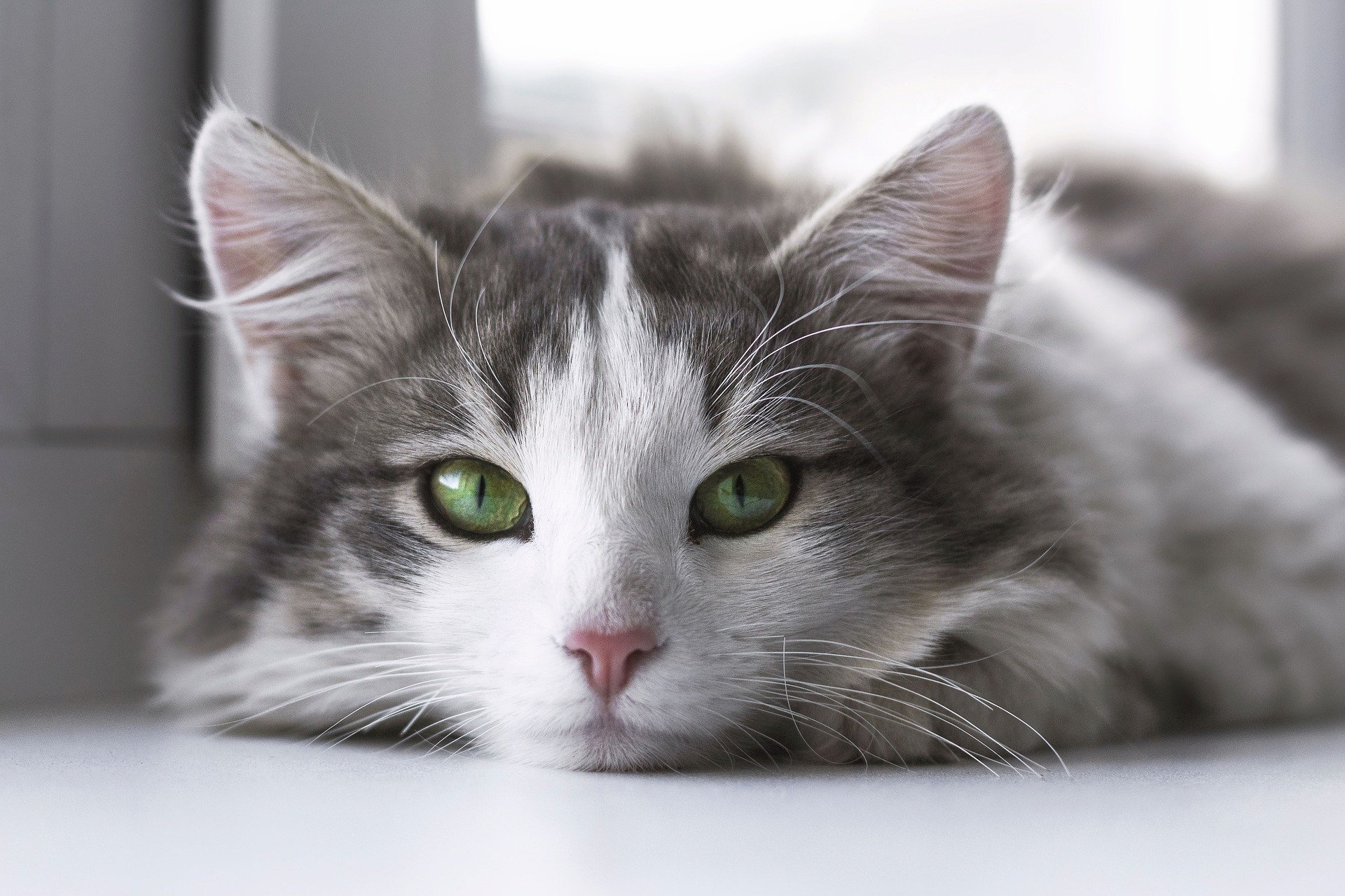 Cat Names that Start with F: 300 Ideas From Data, Movies and More
