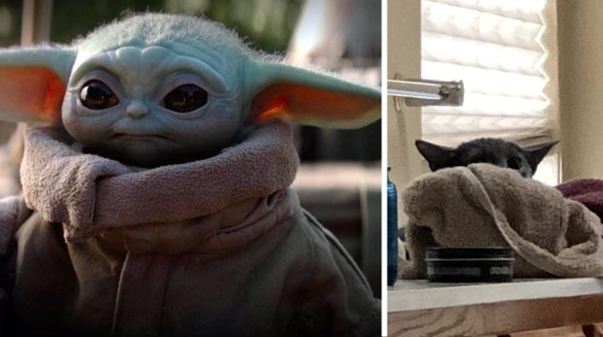 Yoda Cat