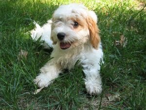 Cavapoo Haircuts: The Essential Guide with Pictures of Haircut Styles