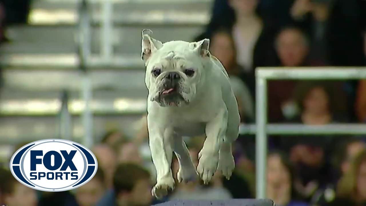 How Fast Can A English Bulldog Run