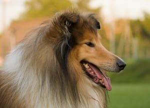 Rough Collie Grooming: Shedding and Why to Skip Shaves