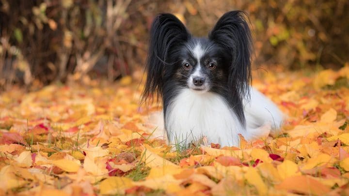 Papillon Haircuts: Photos of Haircut Styles Plus Tips for Bathing