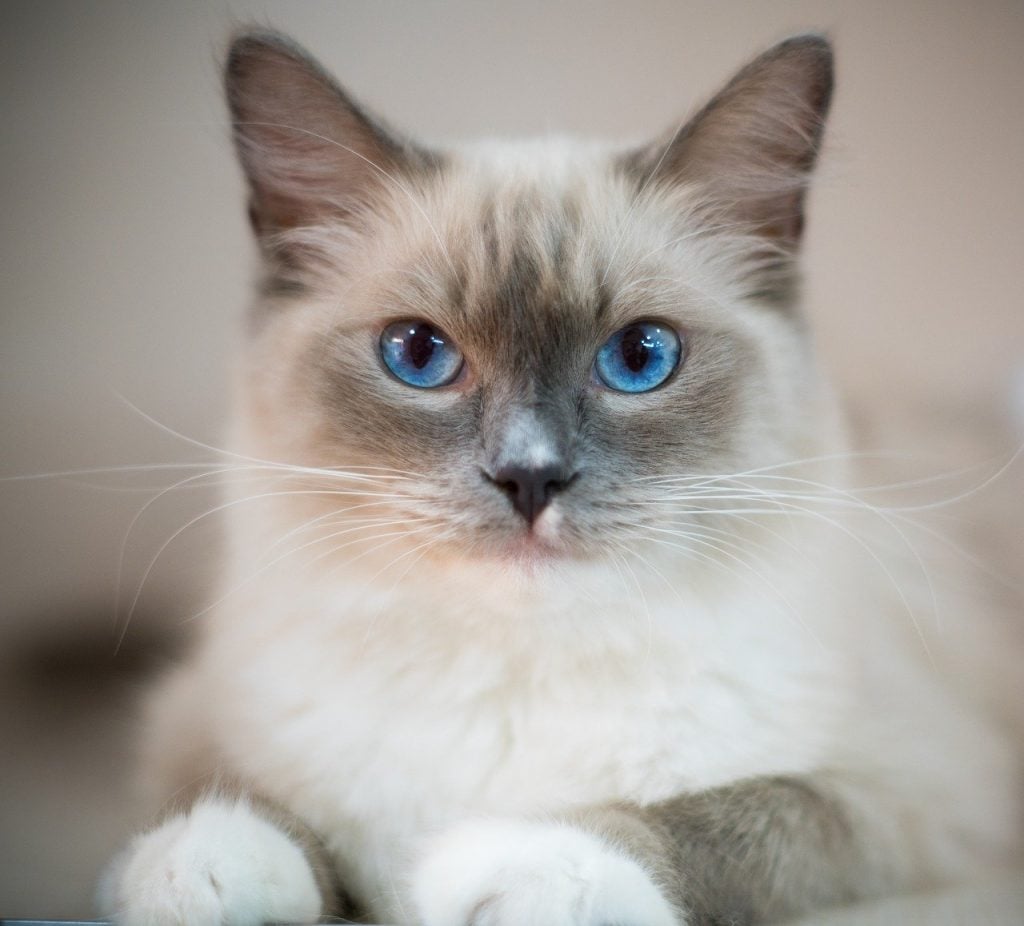 The Cutest Cat Breeds: 14 Cats You'll Definitely Want to Snuggle