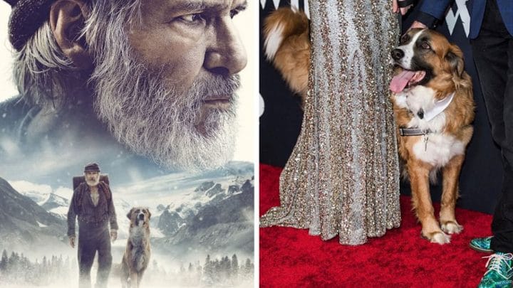 Meet the Handsome Rescue Dog Who Plays Buck in 'Call of the Wild' | The ...