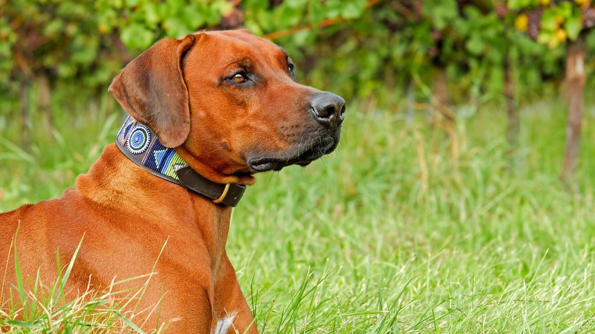 Rhodesian Ridgeback Puppies: Everything New Owners Should Know | The ...