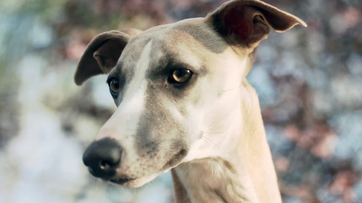 Top 101 Greyhound Names Of The Year The Dog People By Rover