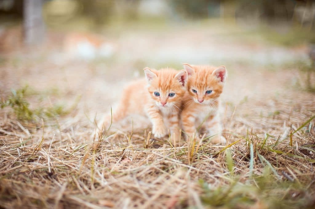 Orange Cat Names: 100 Best Ginger Cat Names