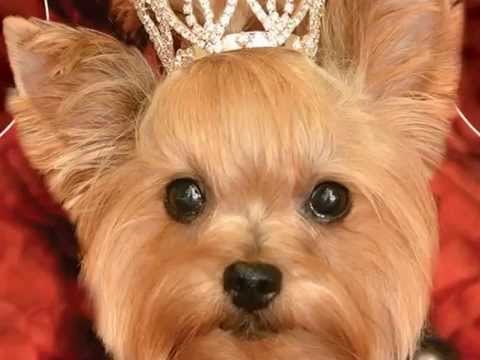 9 Matching Dog/Human Fashion Trends You Probably Can’t Resist | The Dog ...