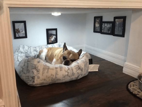 7 Simple Steps to Creating a Room Just for Your Dog | The Rover Blog