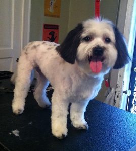 What Is a Puppy Cut?: Read This to Get the Look You're Hoping For