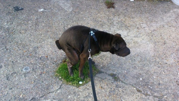Perché il cane ci mette tanto a decidere dove fare la cacca? | Il blog ...