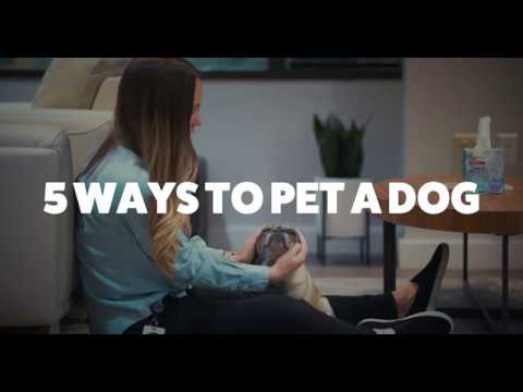 Have You Been Patting Your Dog Wrong Your Whole Life? | The Dog People ...