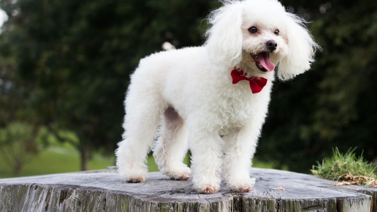 What Is a Puppy Cut?: Read This to Get the Look You're Hoping For