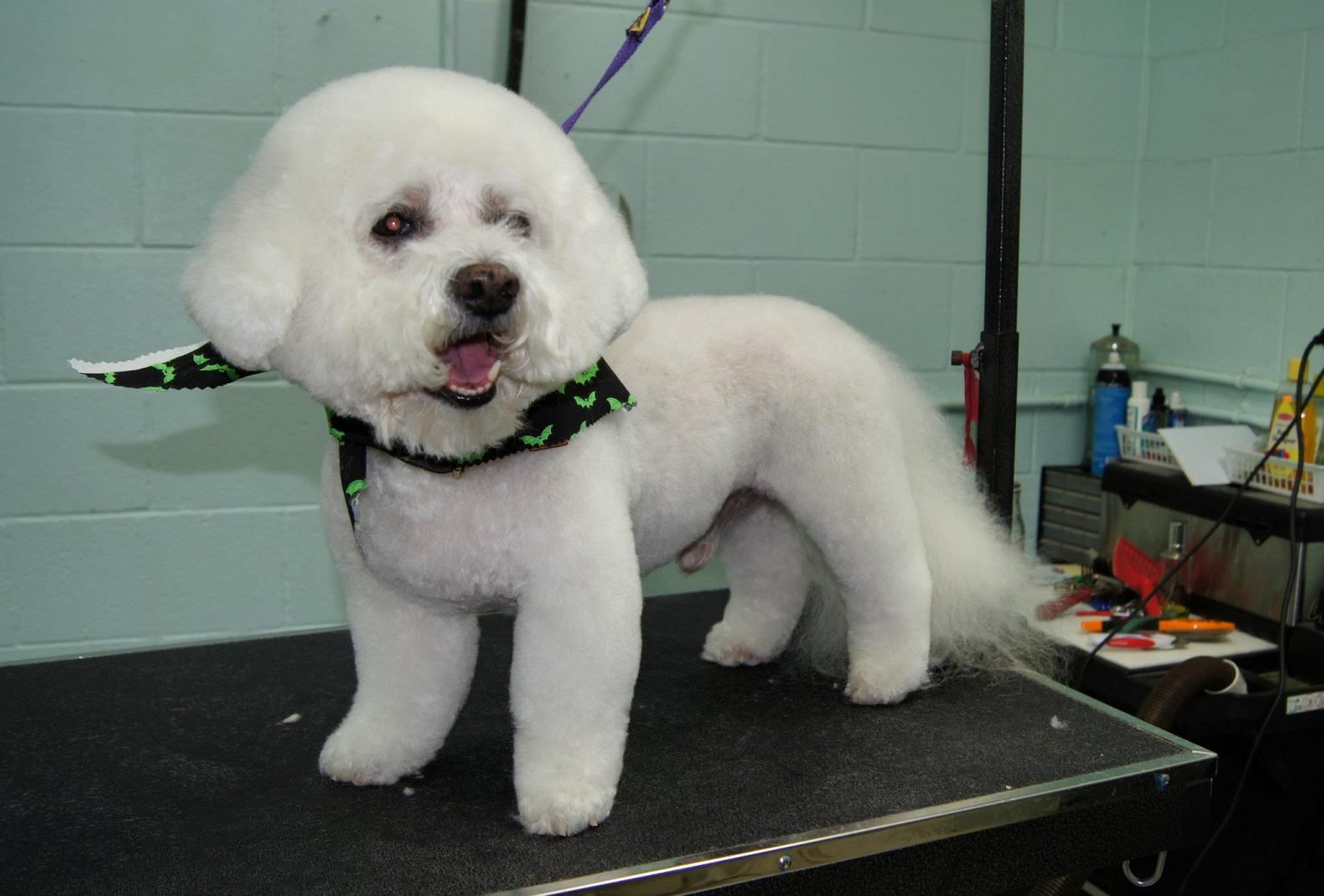What Is a Puppy Cut?: Read This to Get the Look You're Hoping For