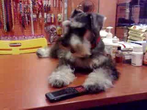 Behind the Beard: The Schnauzer Personality | The Dog People by Rover.com