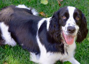 Cocker Spaniel vs. Springer Spaniel: What's the Difference?