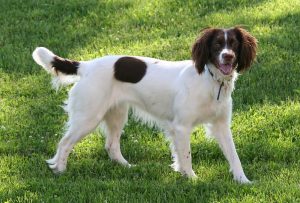 Cocker Spaniel vs. Springer Spaniel: What's the Difference?