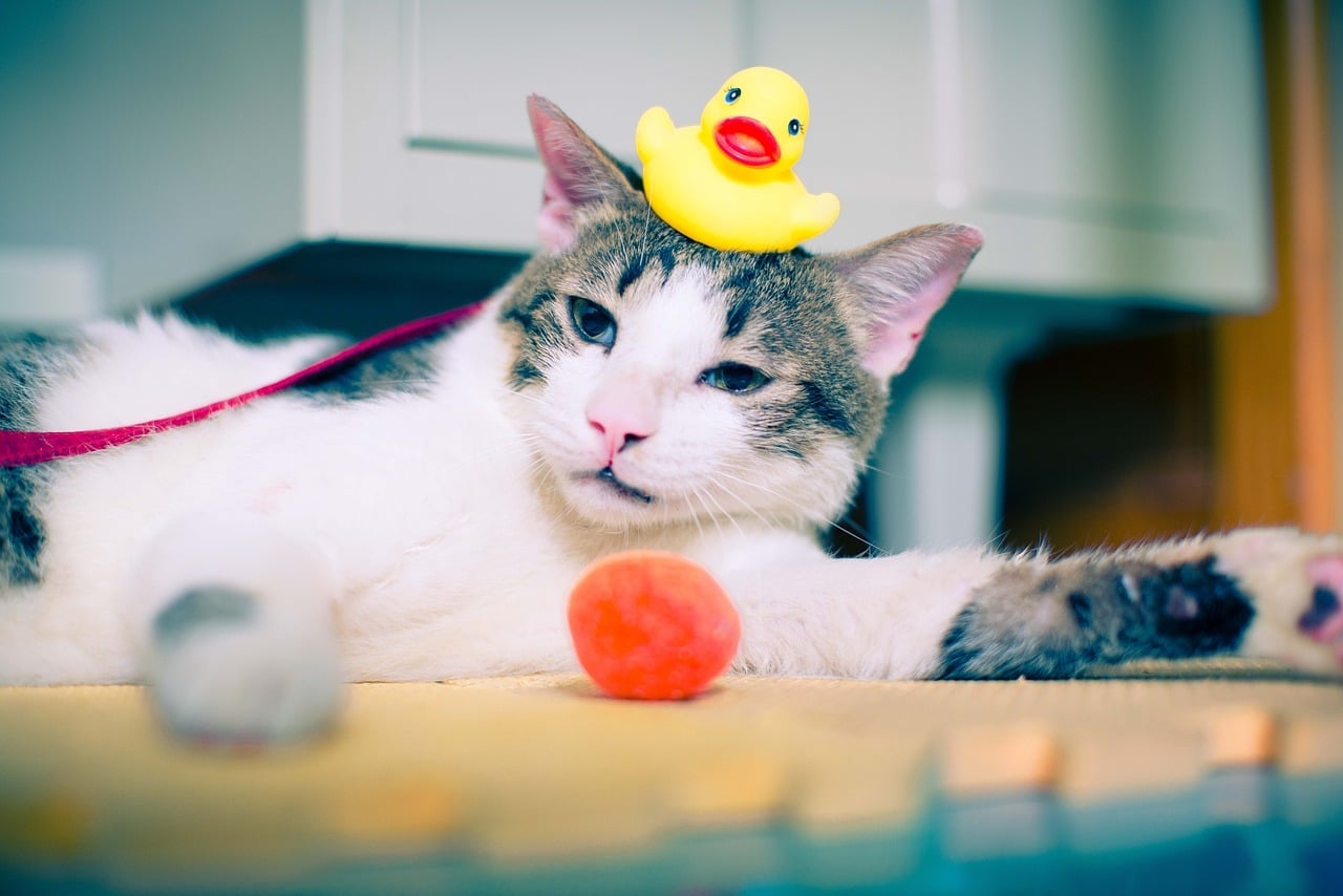 80 Cat Names that Start with "Q": Top Names for Cats