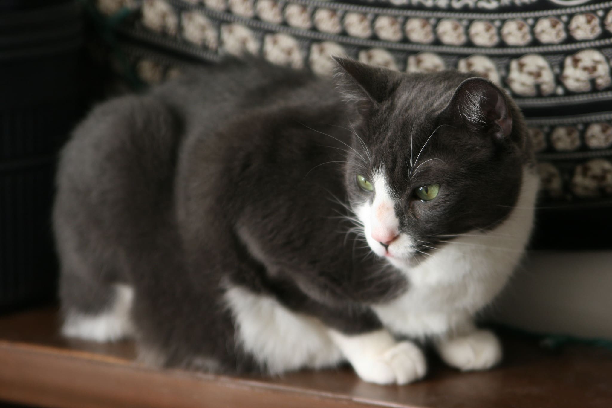 130 Cat Names that Start with "N": Great Cat Names