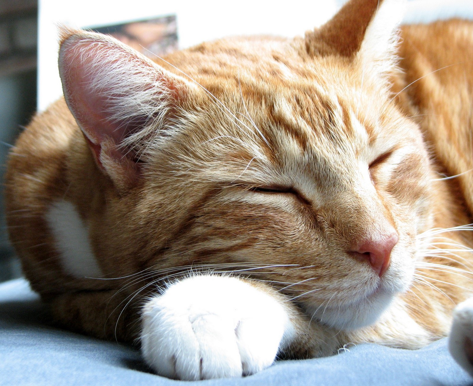 120 Cat Names that Start with “O”: Great Cat Names