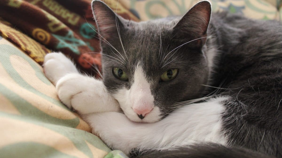 140 Cat Names that Start with "L": Great Names for Cats