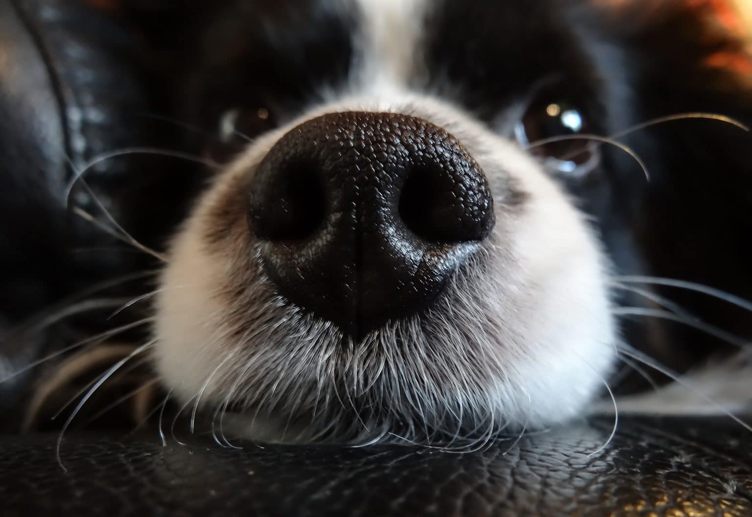 Why Is My Dog's Nose Cold?: When It's OK and When To Call a Vet