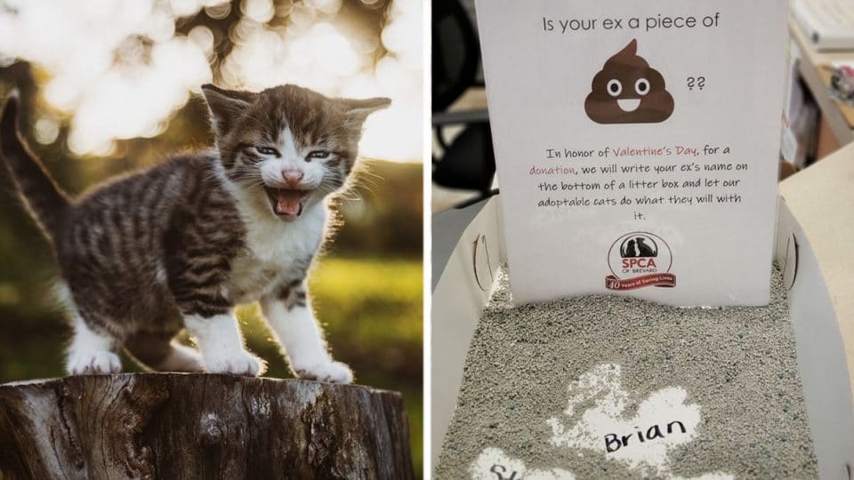Feeling Poopy about Valentine's Day? Donate to Shelter and Have Your Ex ...