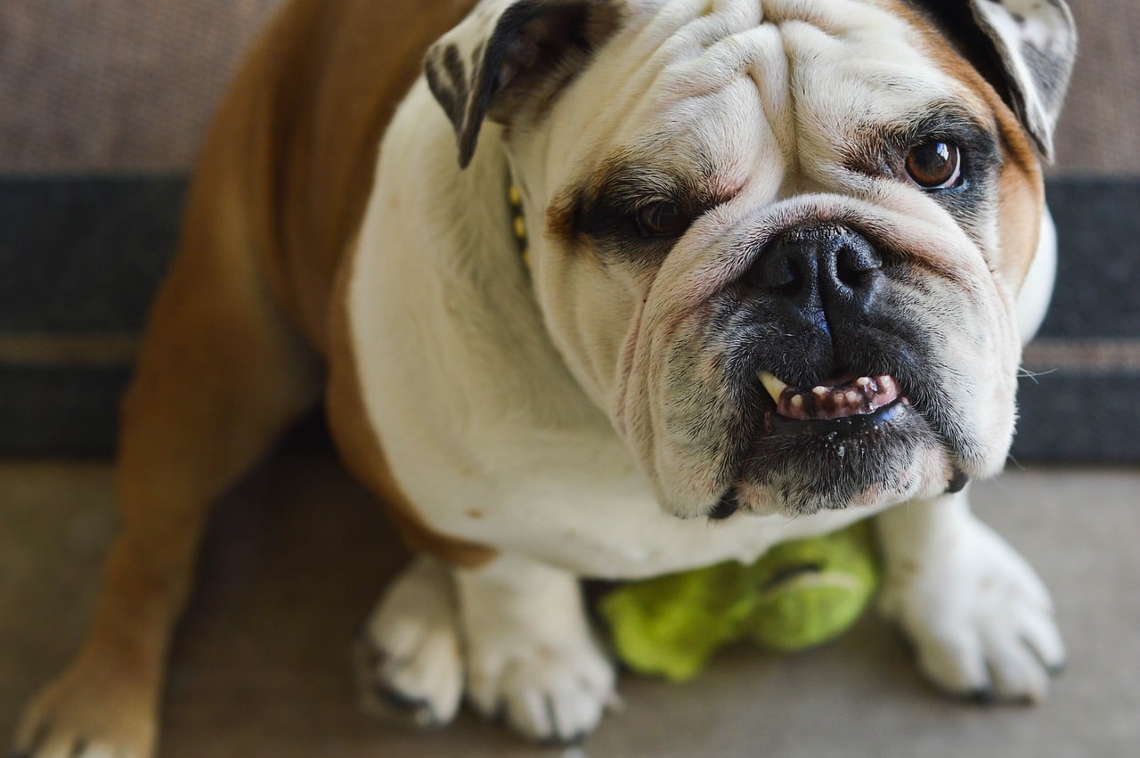 English Bulldog vs. French Bulldog: What's the Difference?