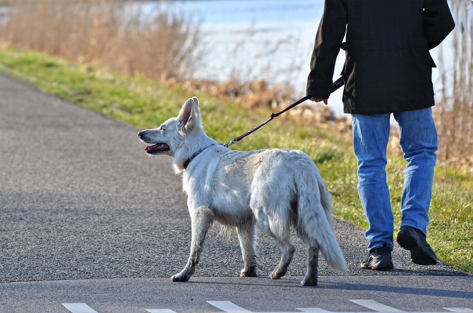 Dog Opposition Reflex: Why It Happens and How to Train Accordingly
