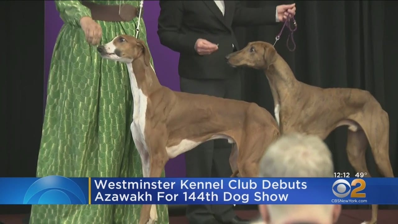 Meet the Azawakh, the Newest Dog Breed to Show at Westminster | The Dog ...