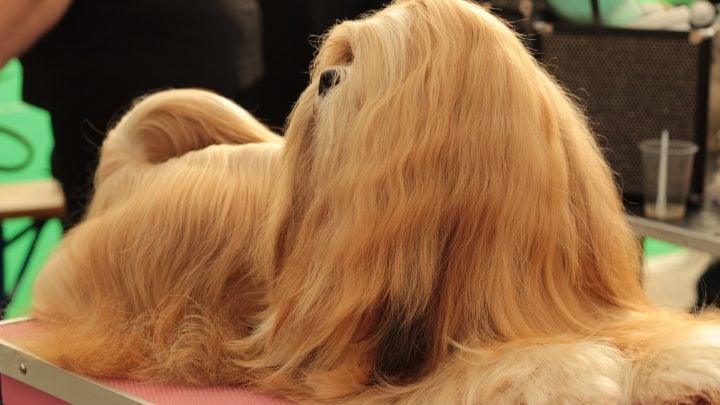 Long-Haired Dog Breeds: Luxurious Locks From Briard to Shih Tzu