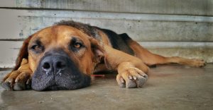 Why Is My Dog's Nose Cold?: When It's OK and When To Call a Vet