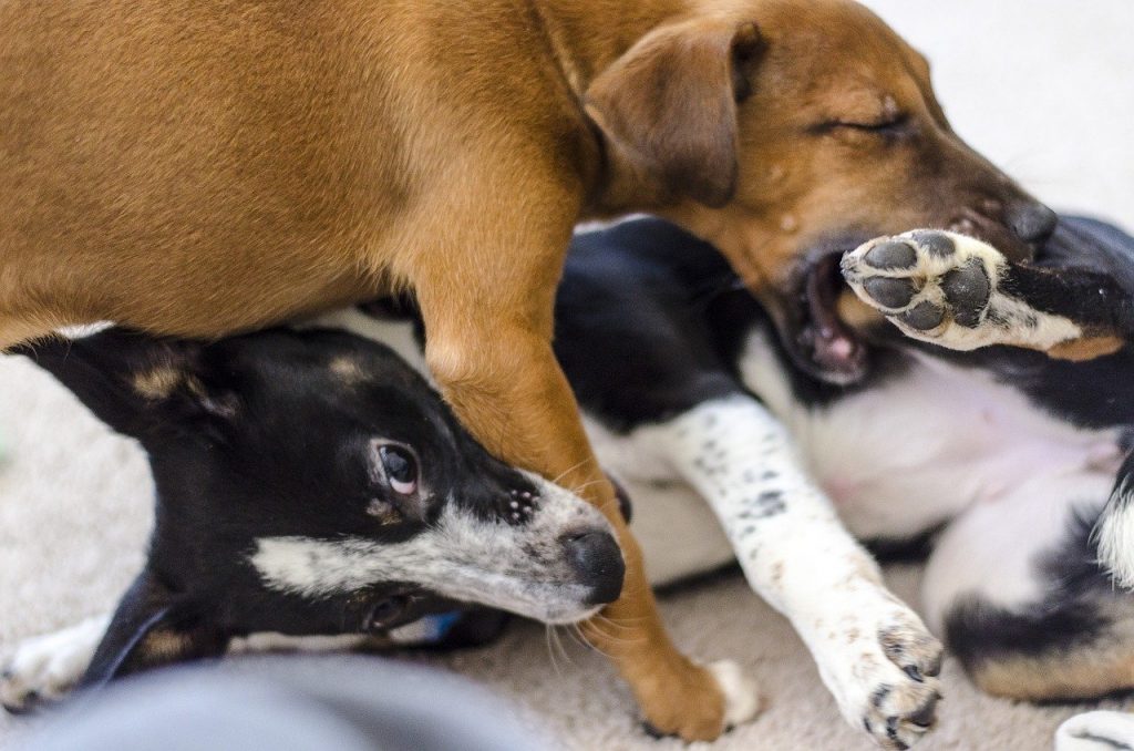 Puppy Teething Guide: What to Expect and How to Manage Pain