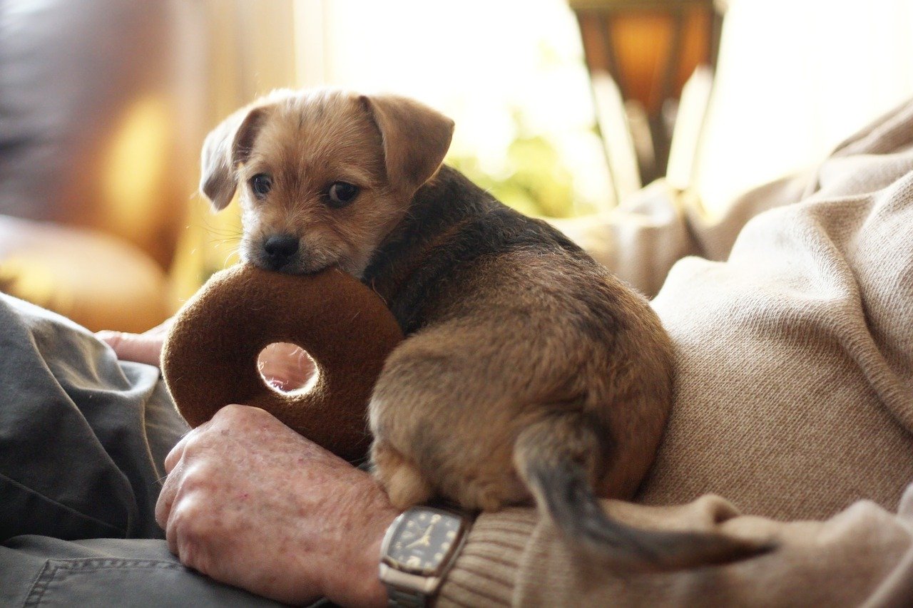 Puppy Teething Guide: What to Expect and How to Manage Pain